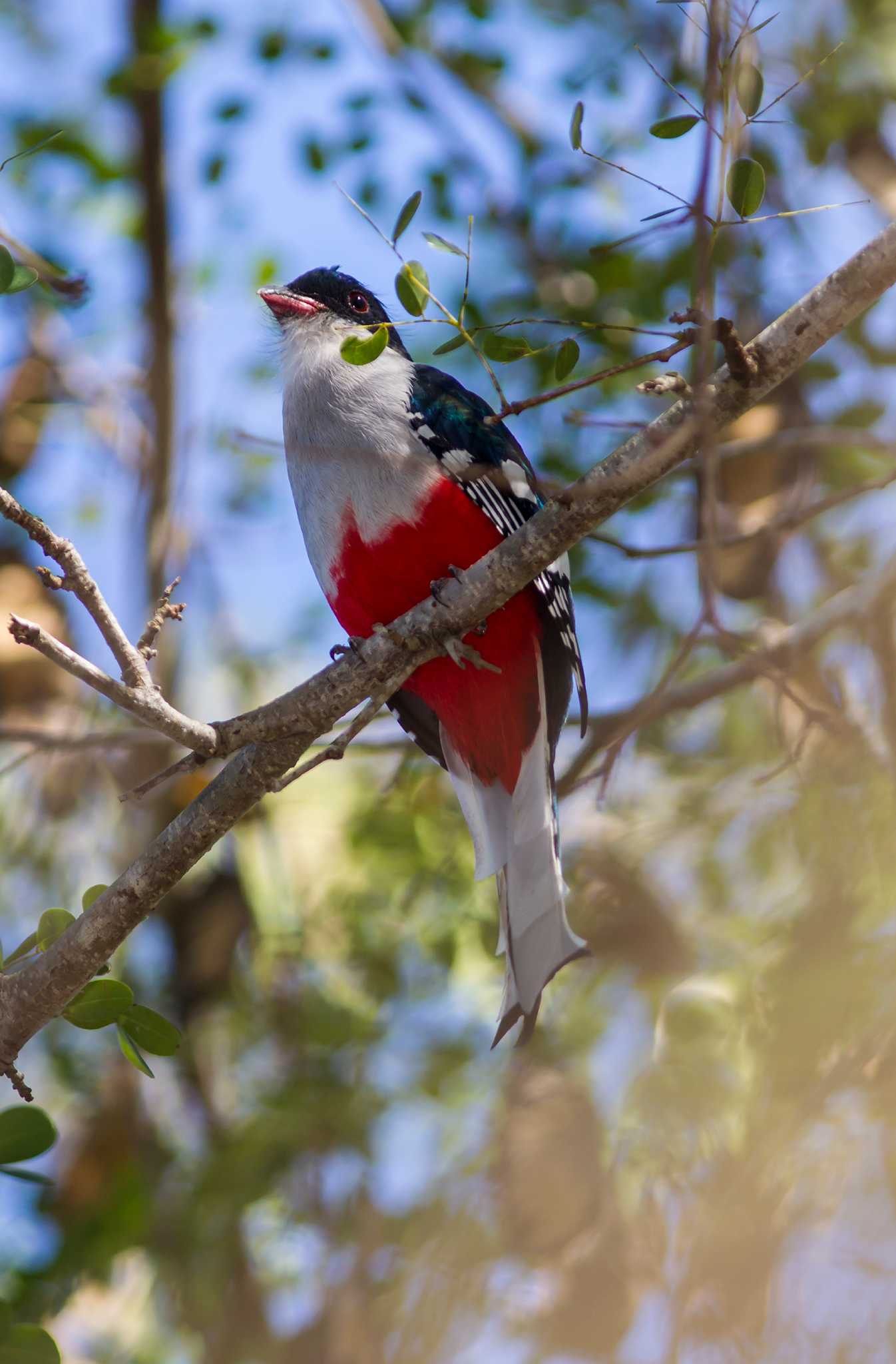 Cuba offers breathtaking sights of birds