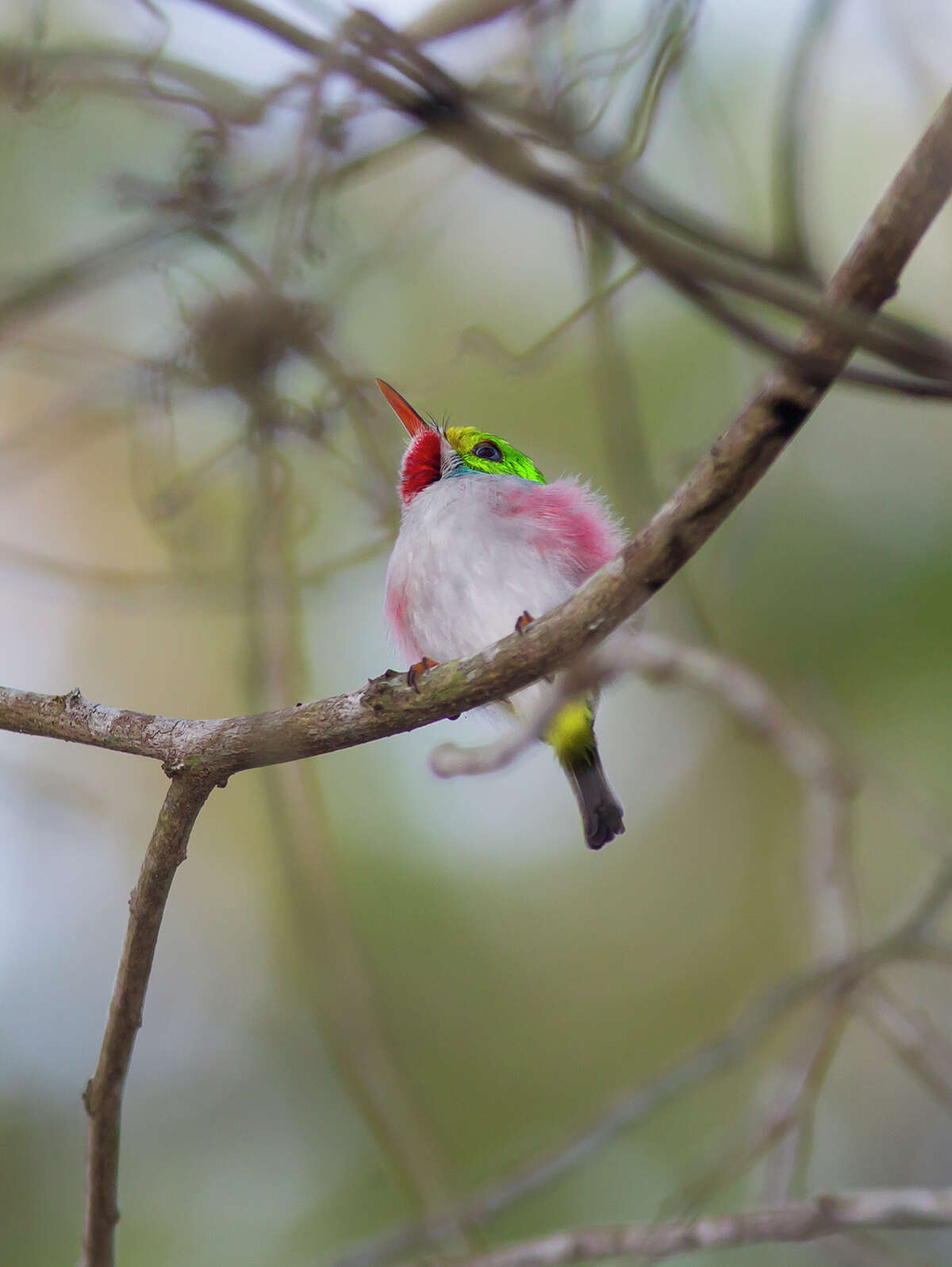 Cuba offers breathtaking sights of birds