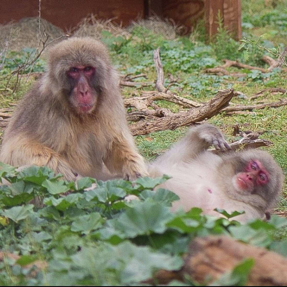 Abused monkeys head to South Texas to live free