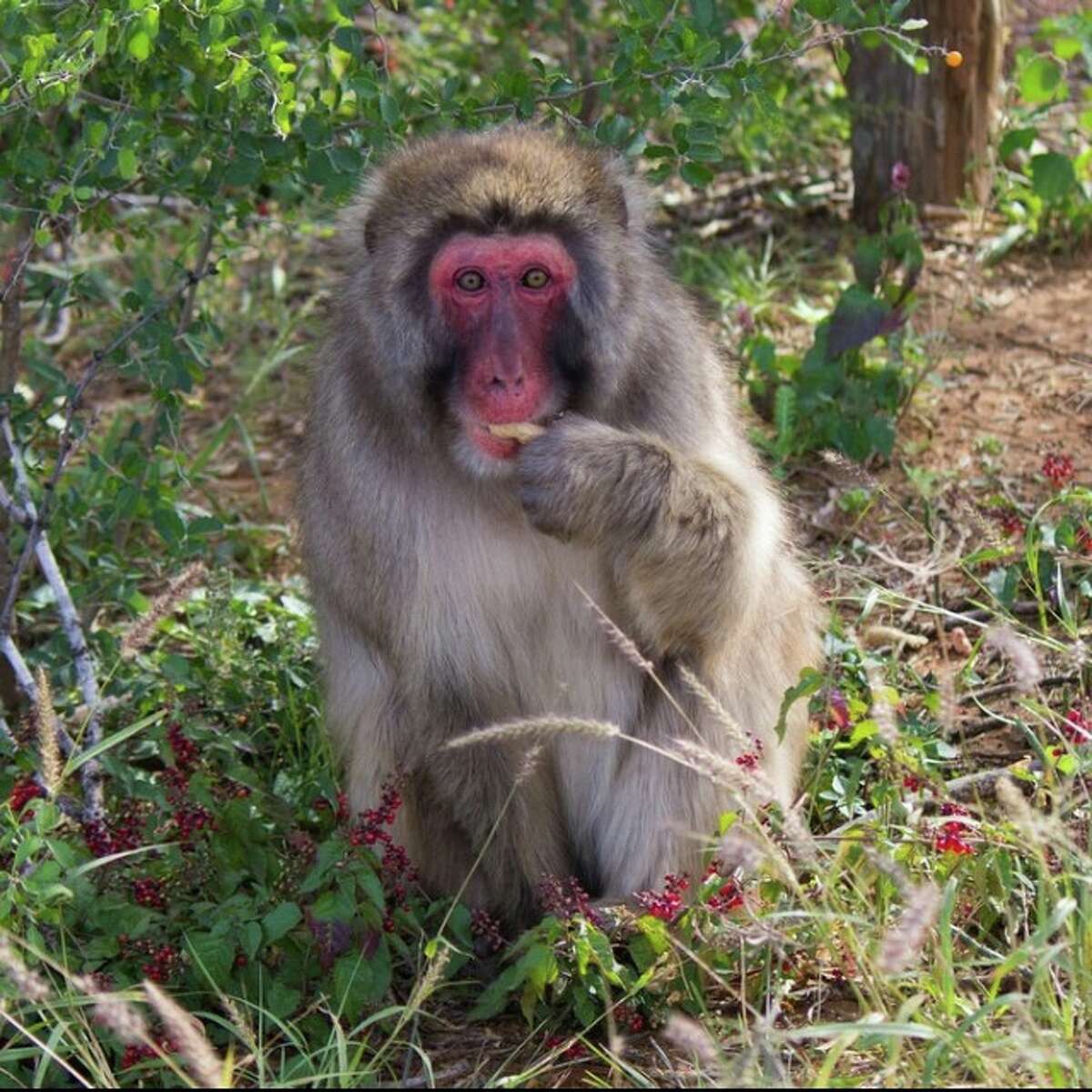 Abused monkeys head to South Texas to live free