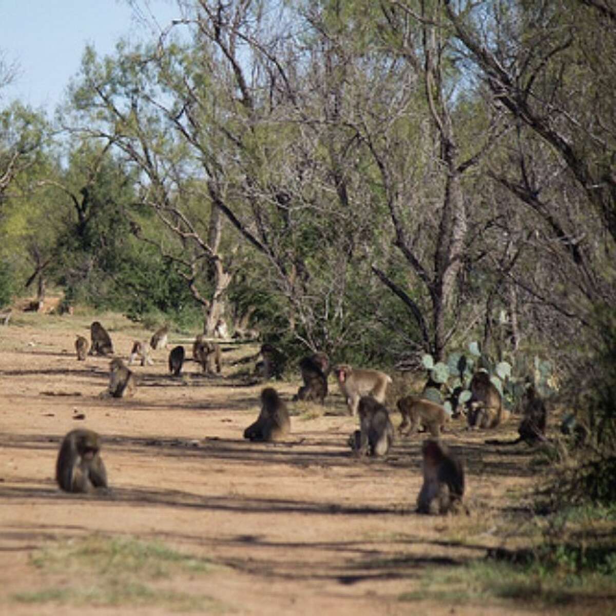 Abused monkeys head to South Texas to live free