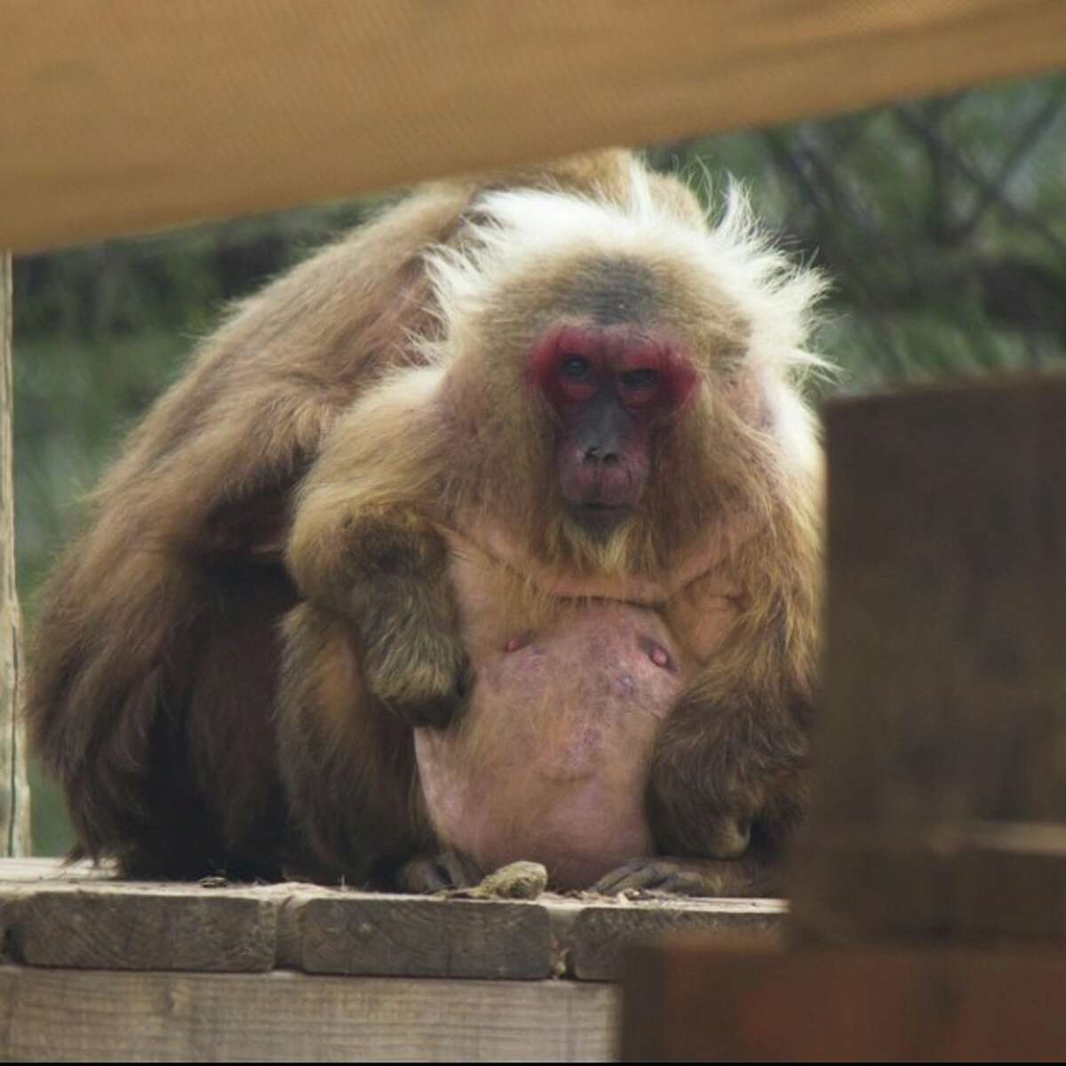 Abused monkeys head to South Texas to live free