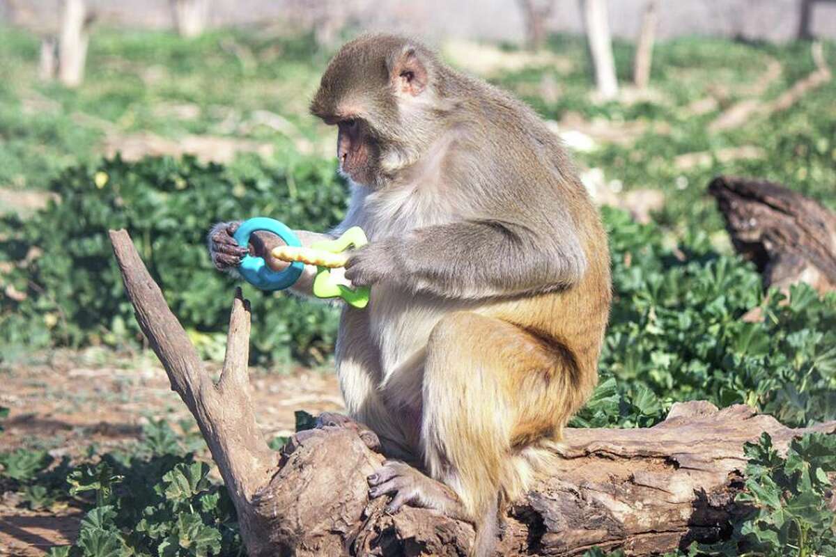 Abused monkeys head to South Texas to live free