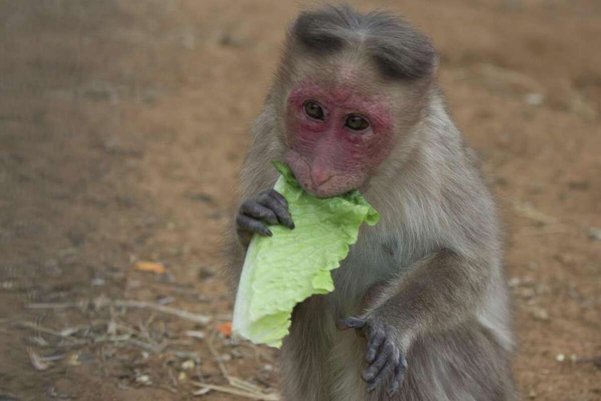 Abused monkeys head to South Texas to live free