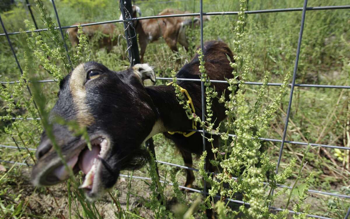 Goats' appetites key in fire prevention test