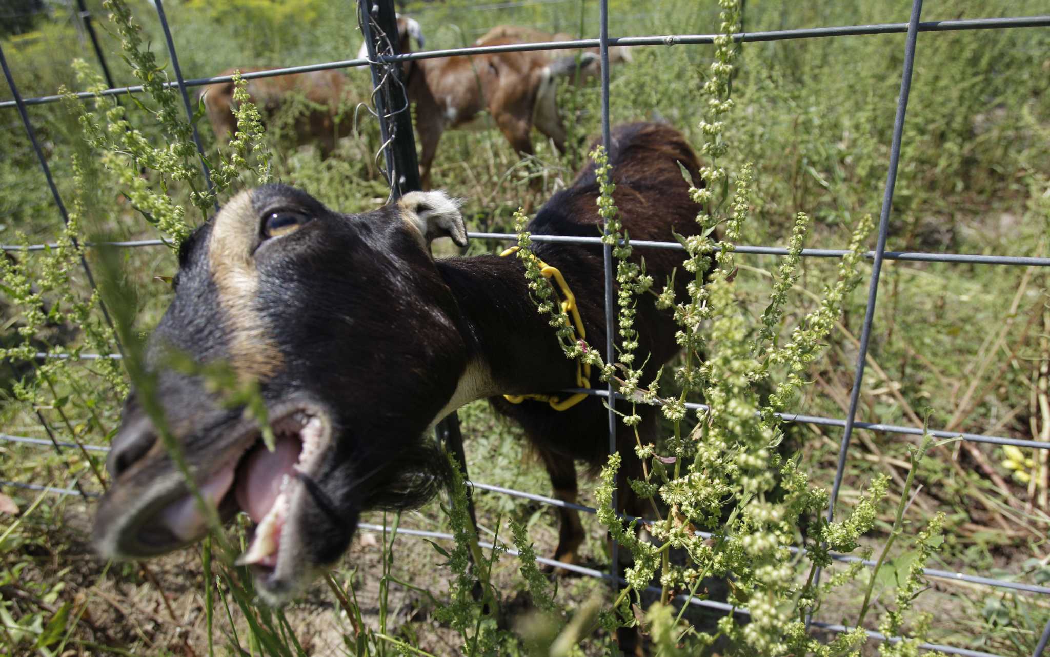Goats' appetites key in fire prevention test