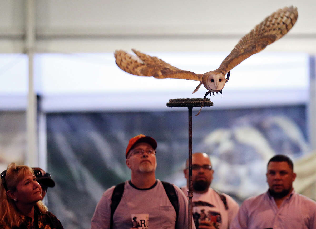 Feathered killing machines amaze crowds at the rodeo
