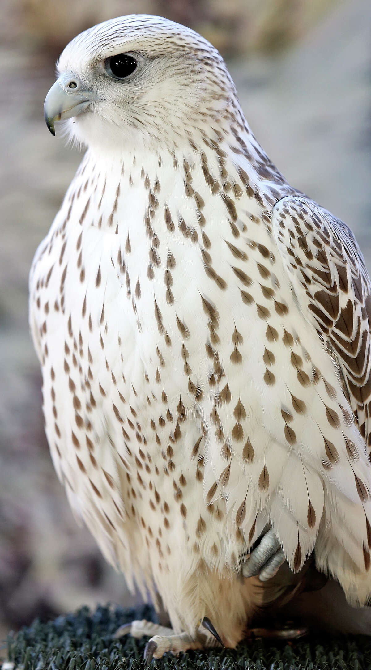 Feathered killing machines amaze crowds at the rodeo
