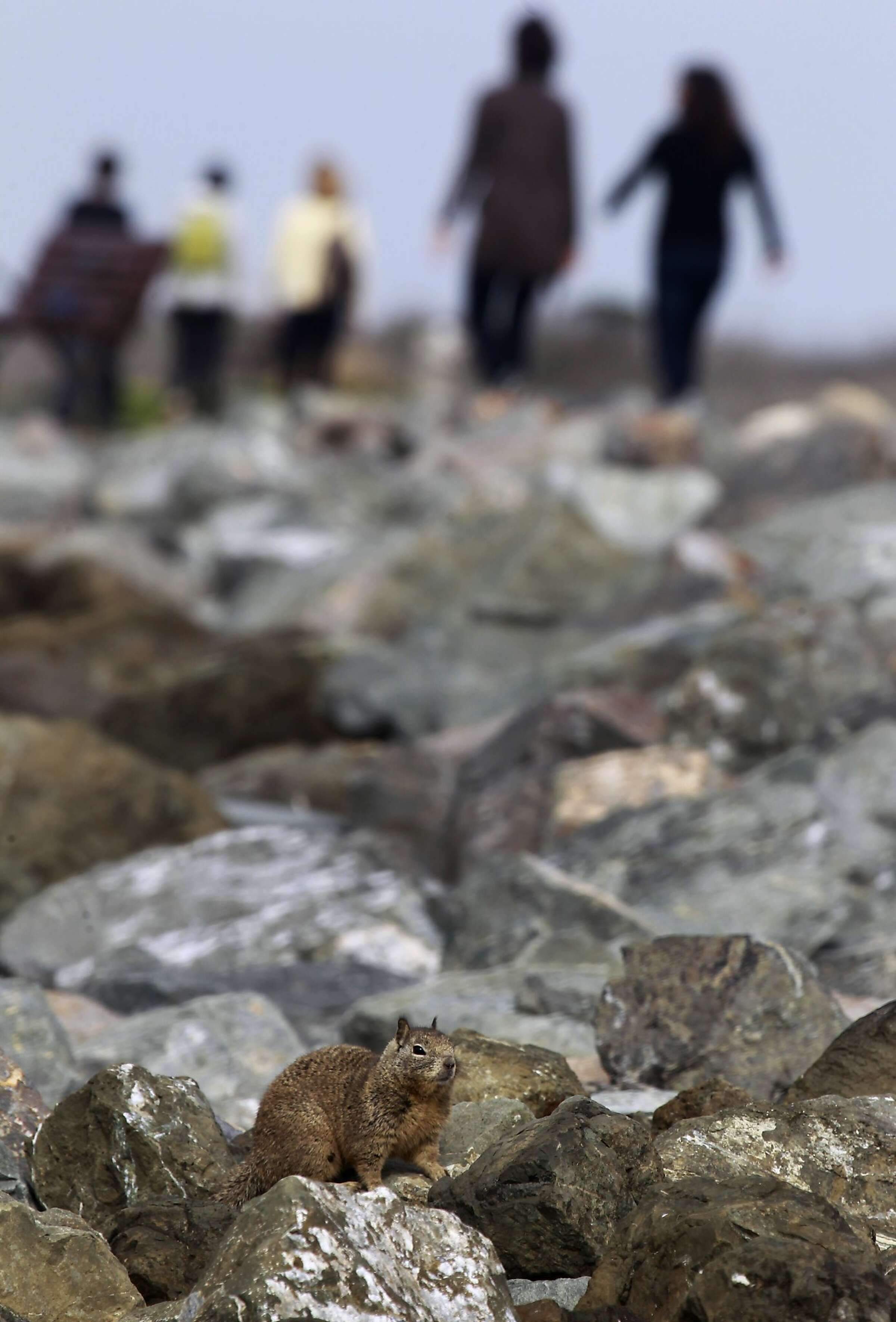 Berkeley's problem squirrels spared mass extermination