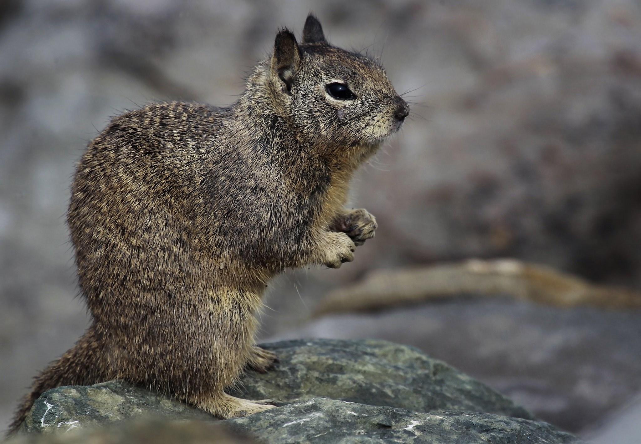 Berkeley squirrels and the mystery of the vanishing e-mails