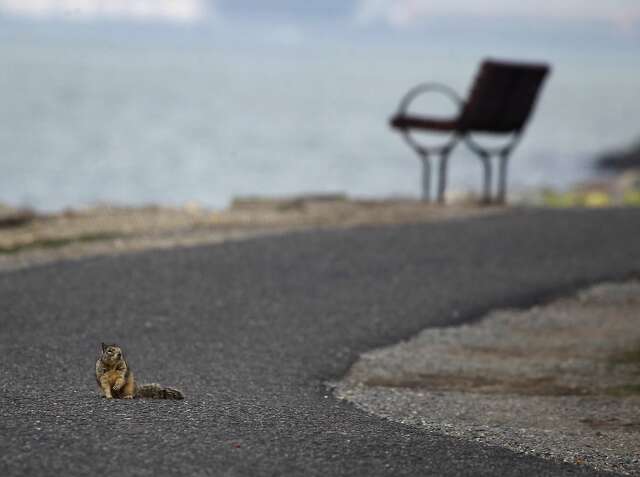 Berkeley's problem squirrels spared mass extermination