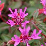 Smart, colorful native plants for spring - SFGate