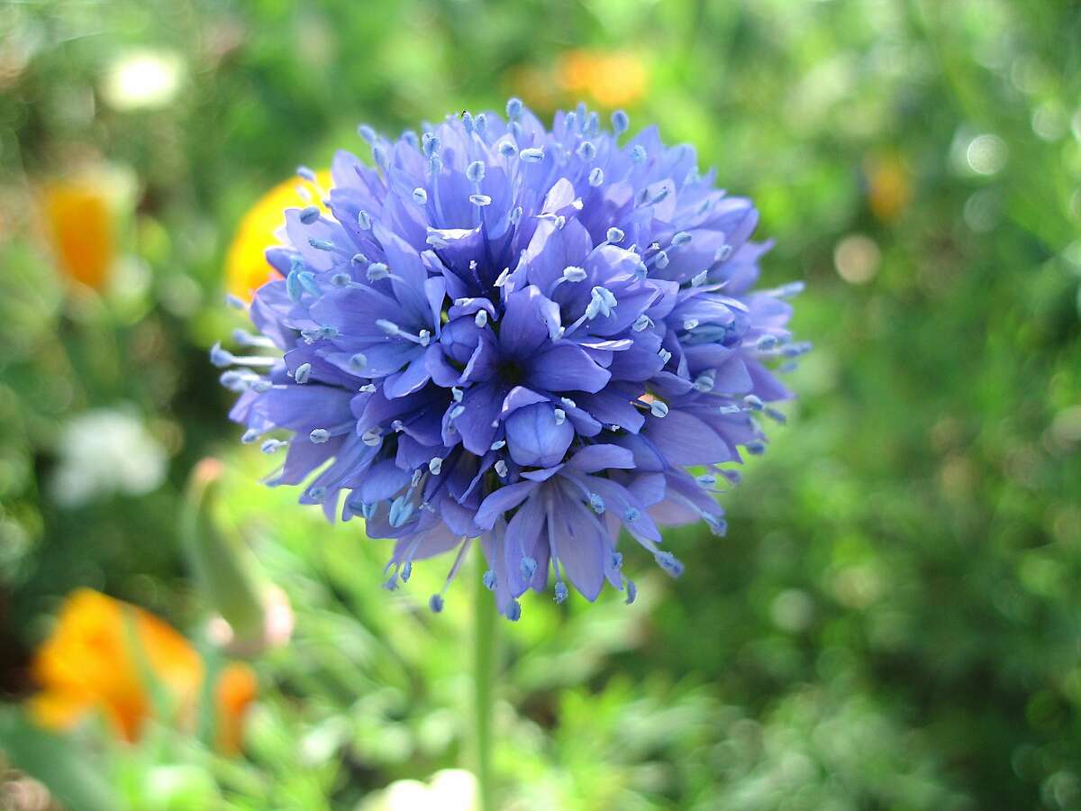 Smart, colorful native plants for spring