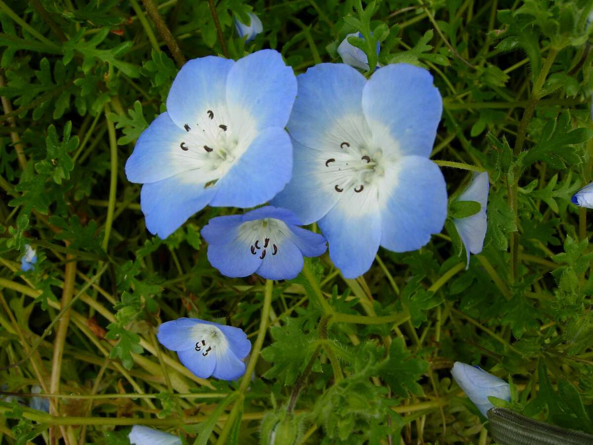 Smart, colorful native plants for spring