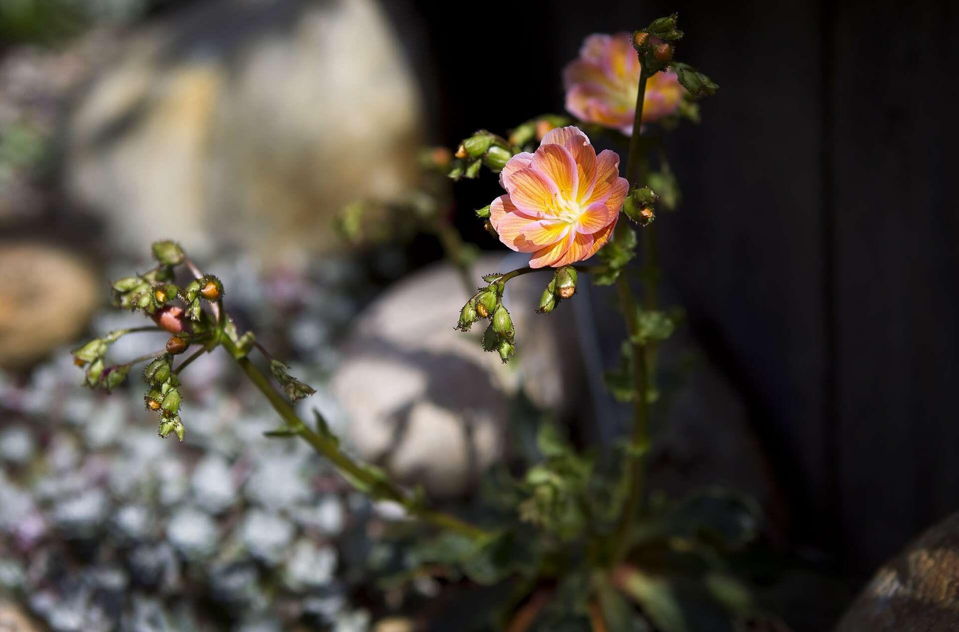 Smart, colorful native plants for spring