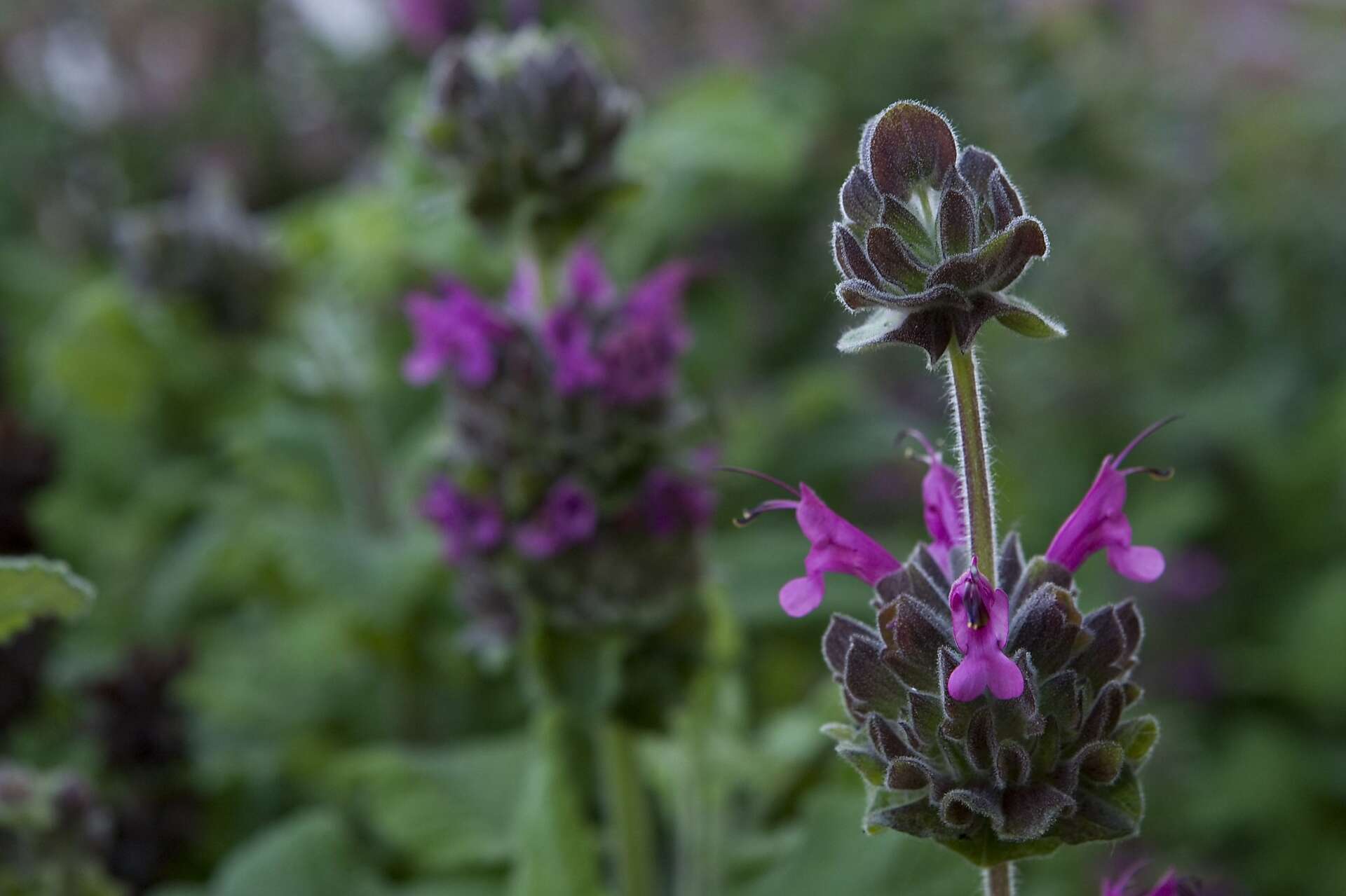 Smart, colorful native plants for spring