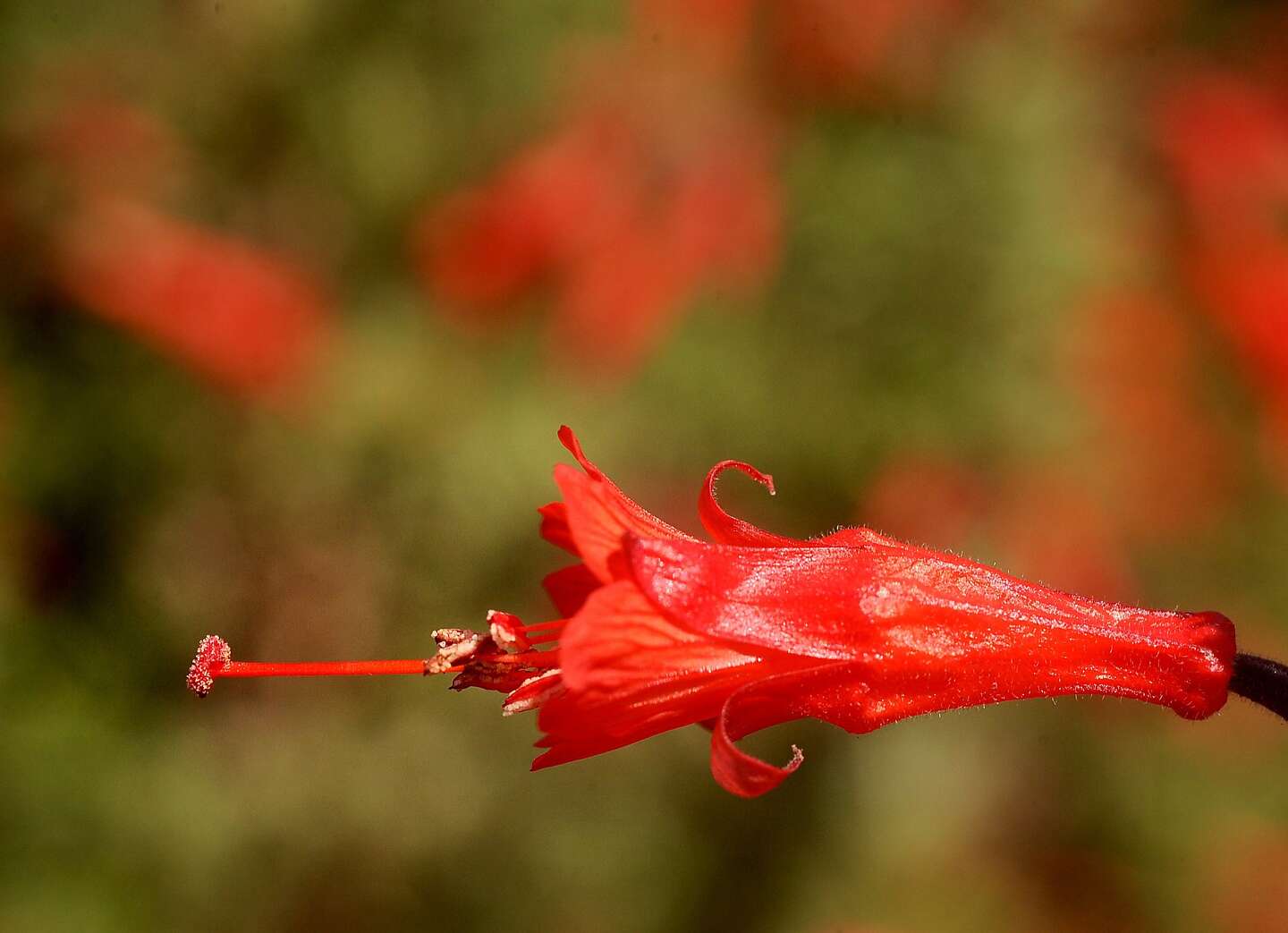 Smart, colorful native plants for spring