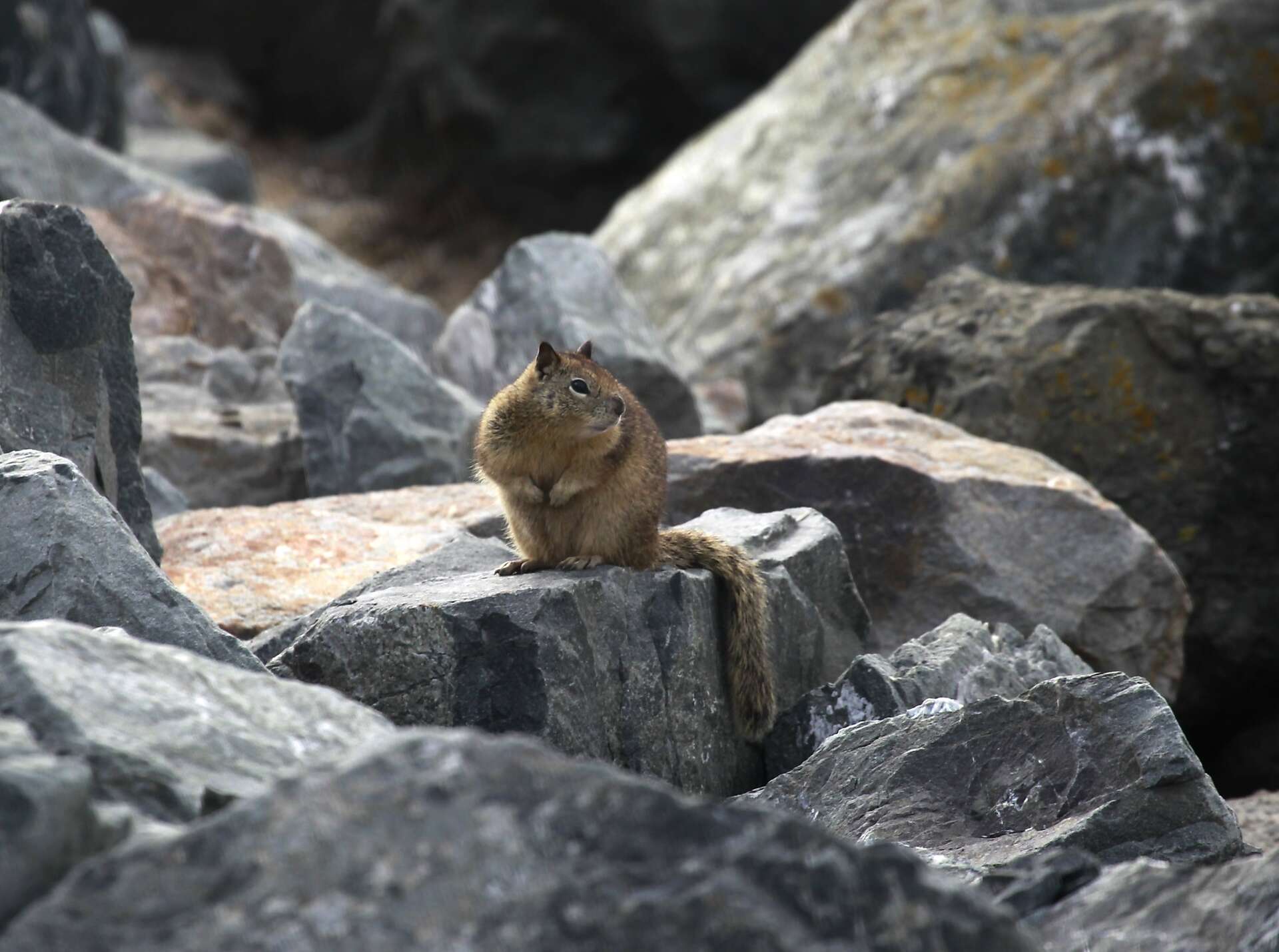 Berkeley squirrels and the mystery of the vanishing e-mails