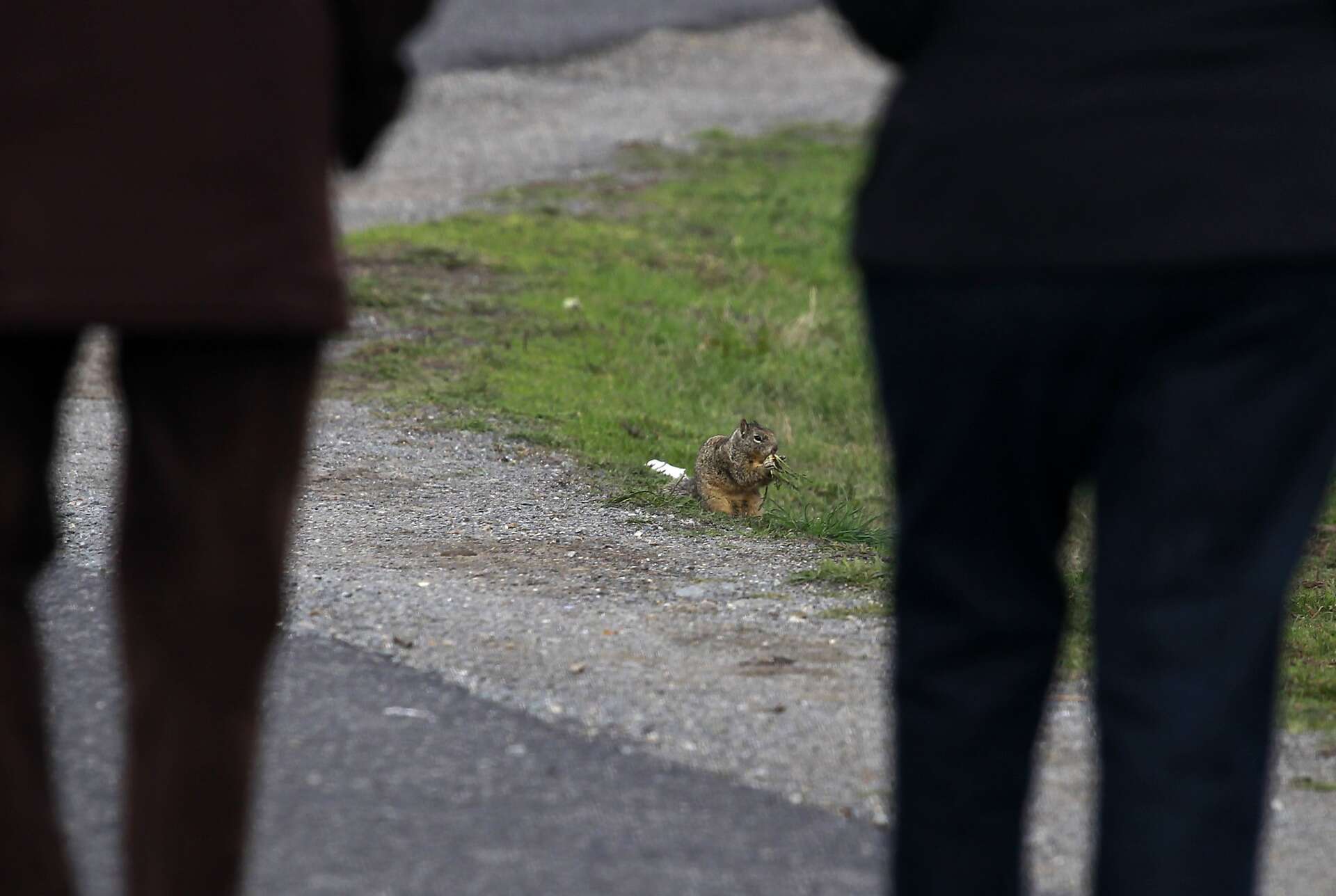 Berkeley's problem squirrels spared mass extermination