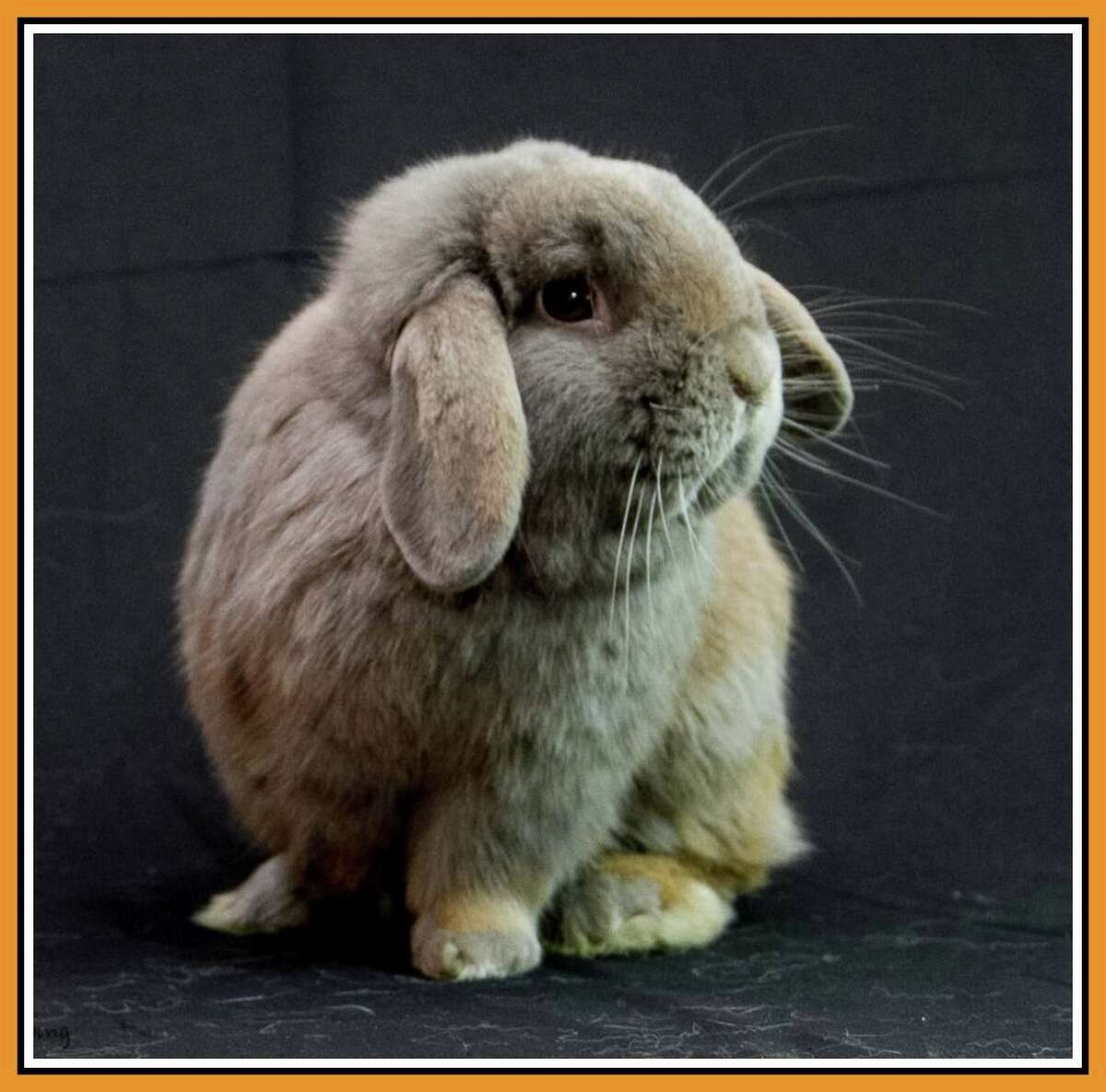 Rabbits abused in Indiana shipped to Houston to find homes