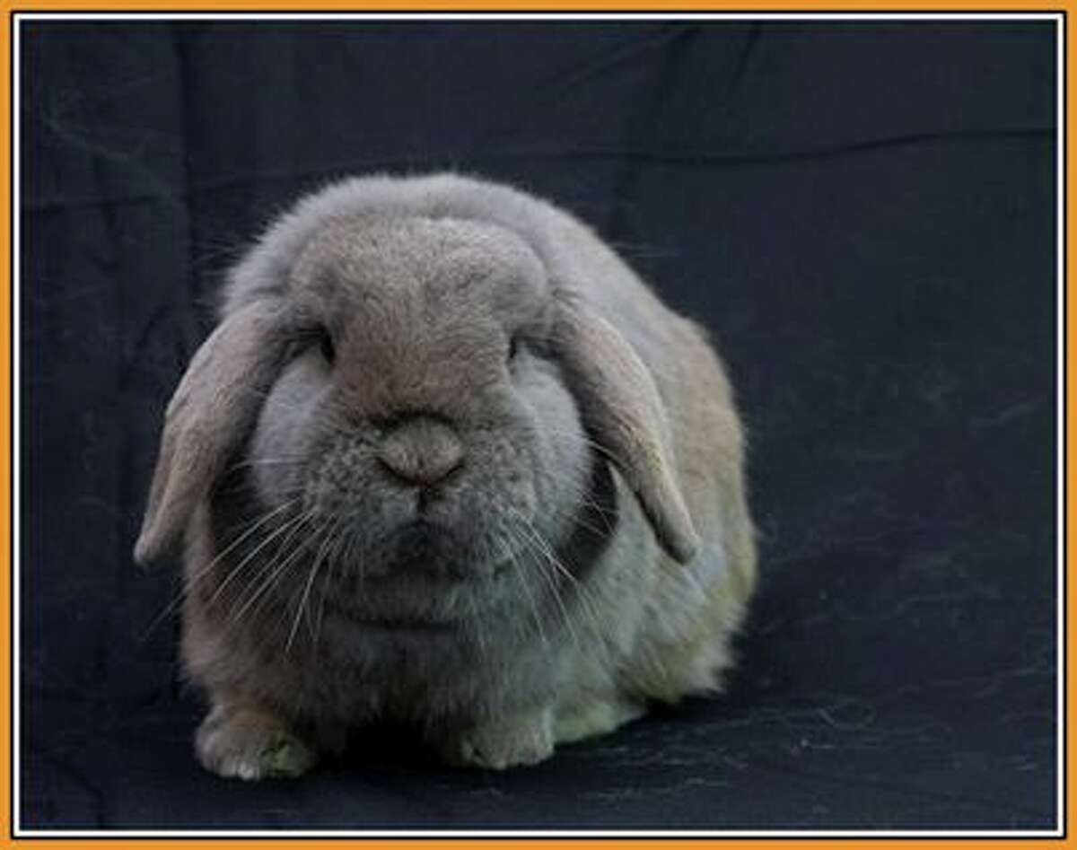 Rabbits abused in Indiana shipped to Houston to find homes