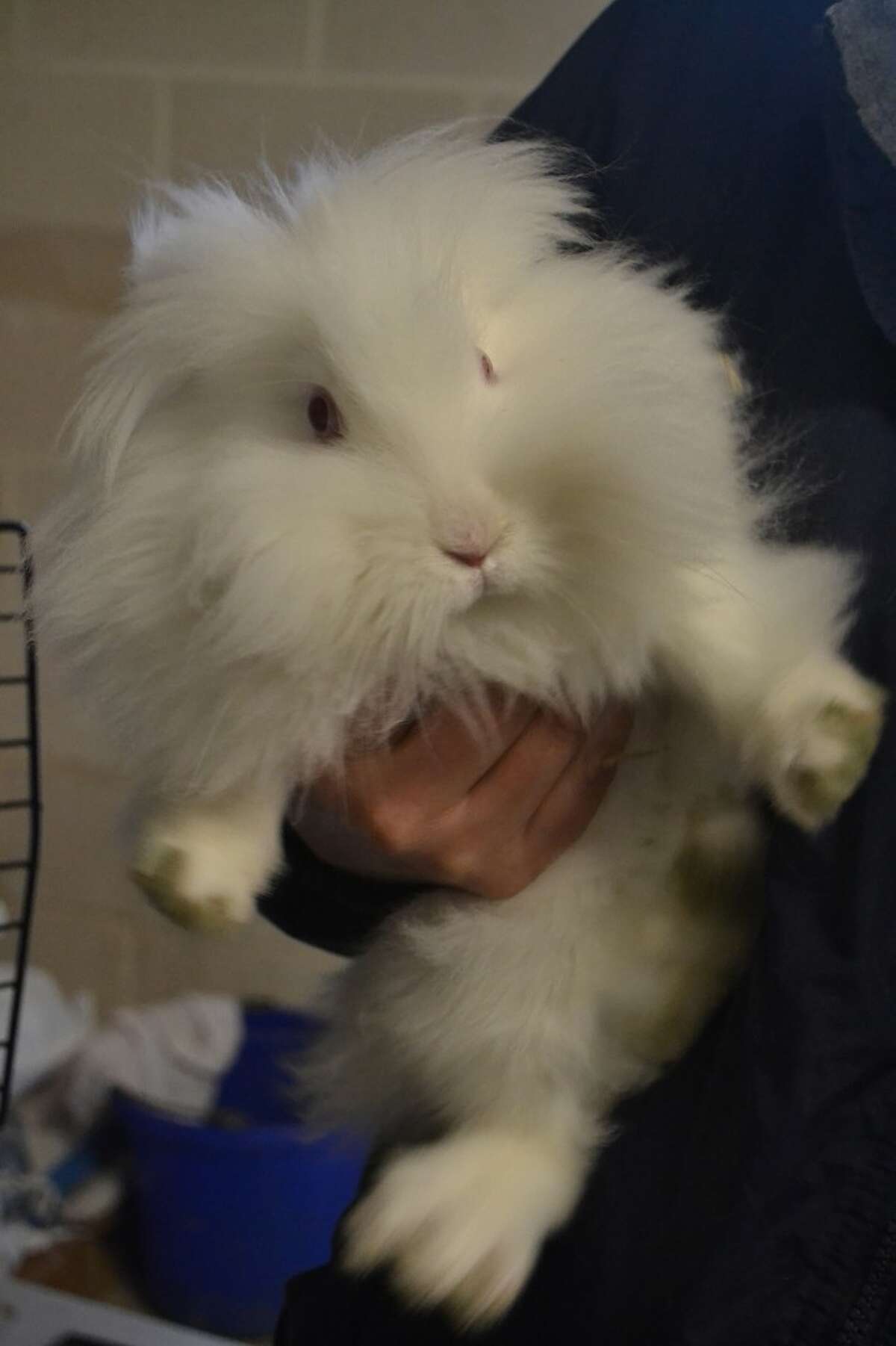 Rabbits abused in Indiana shipped to Houston to find homes