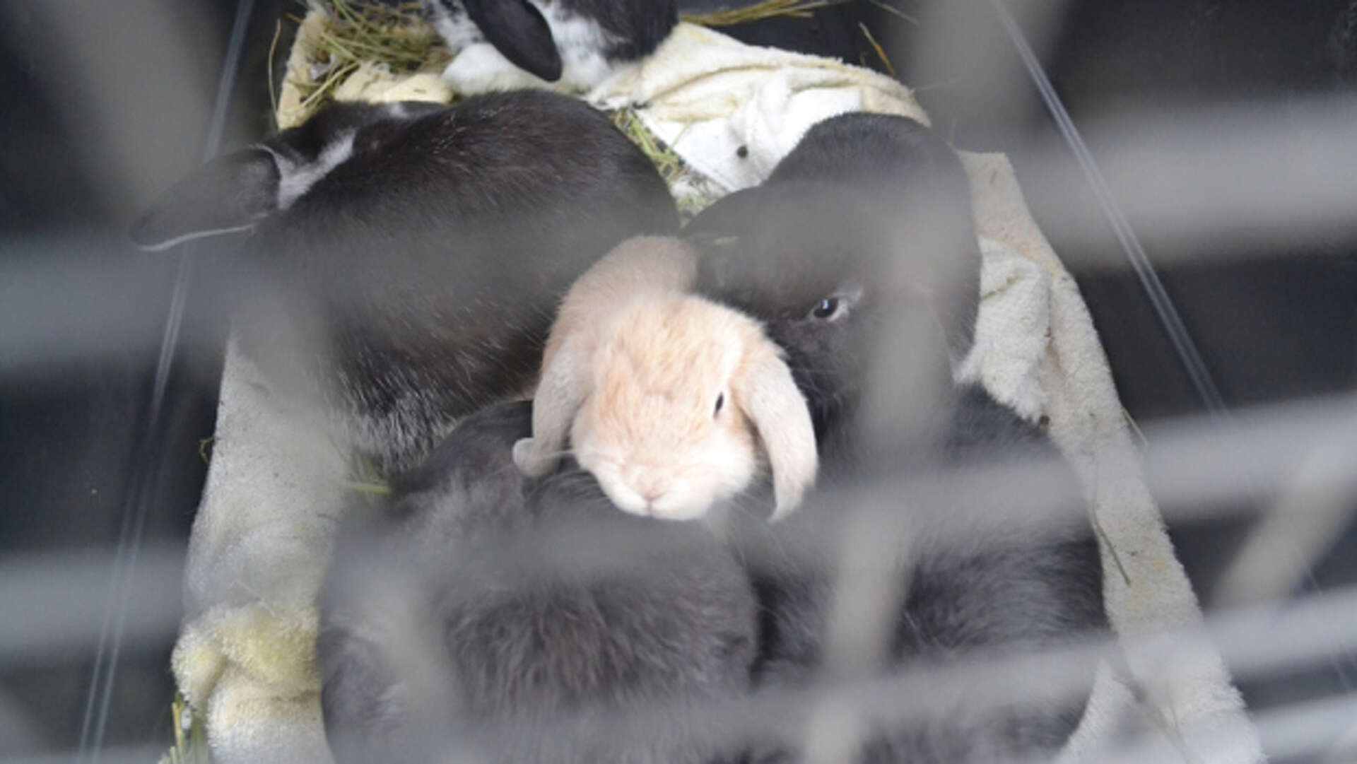 Rabbits abused in Indiana shipped to Houston to find homes