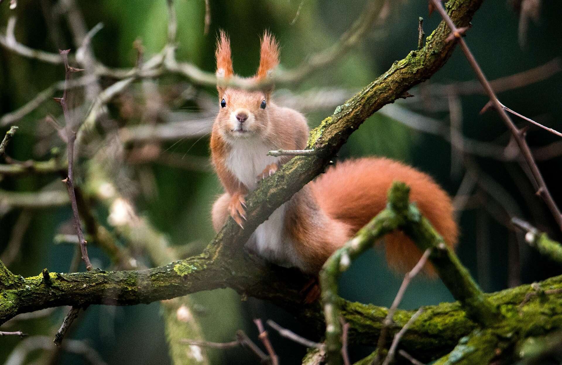 17 amusing squirrel photos for National Squirrel Day