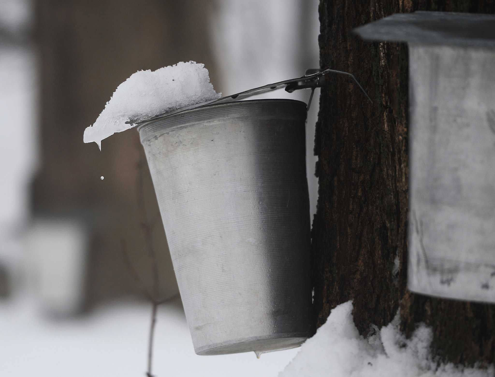 Cold snap stymies maple sap in state