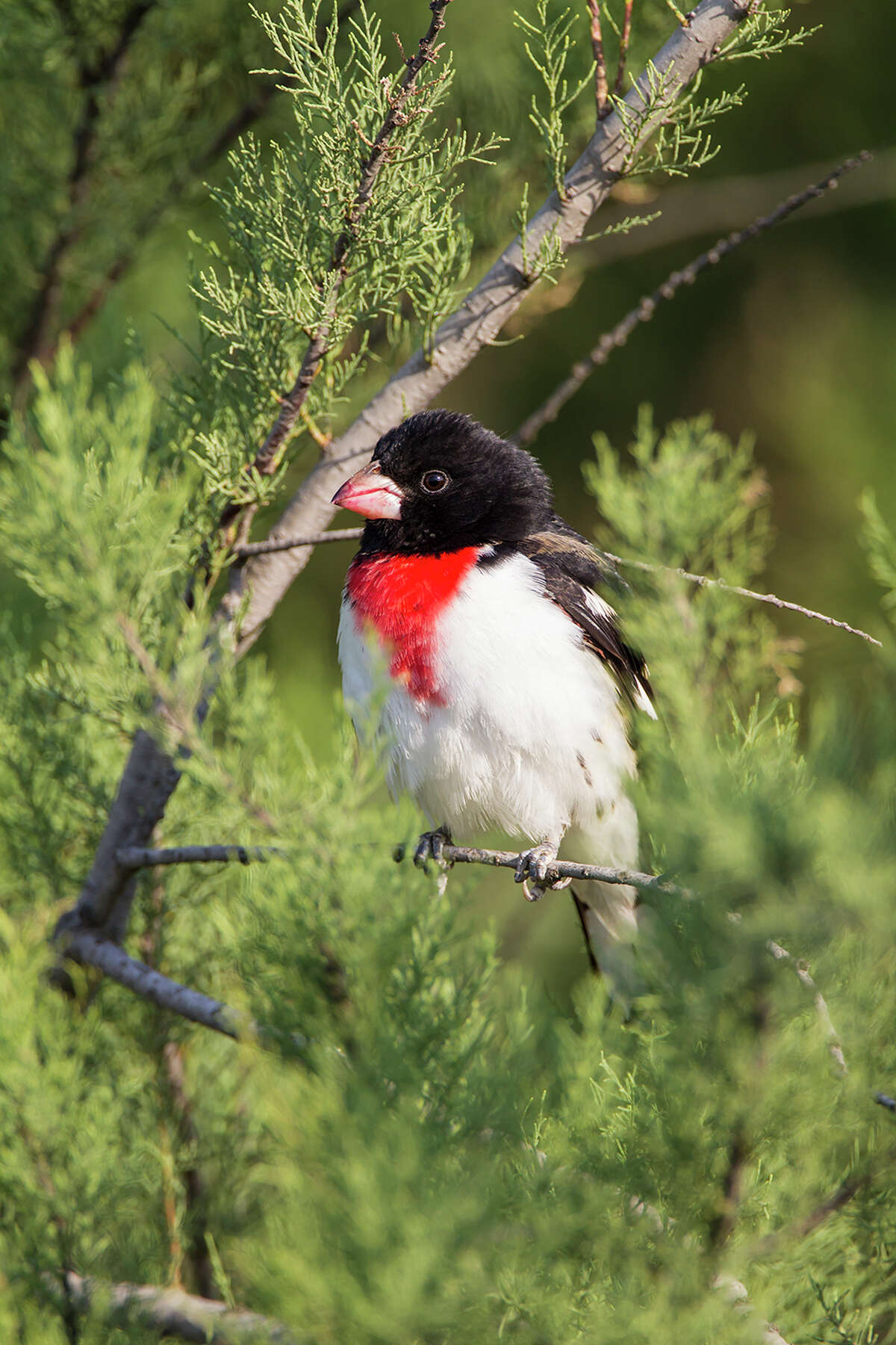 Houston area provides an oasis for birds