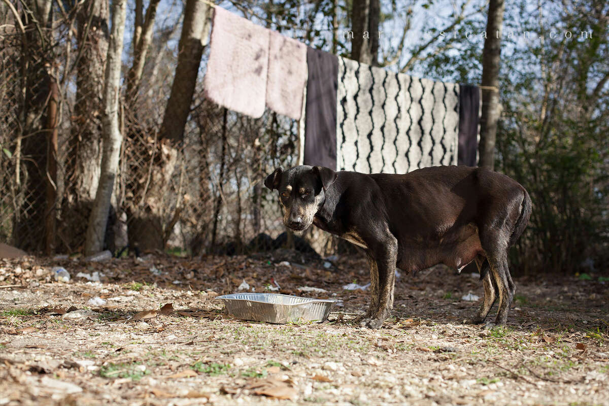 Animal welfare groups hit the streets to rescue strays as situation ...