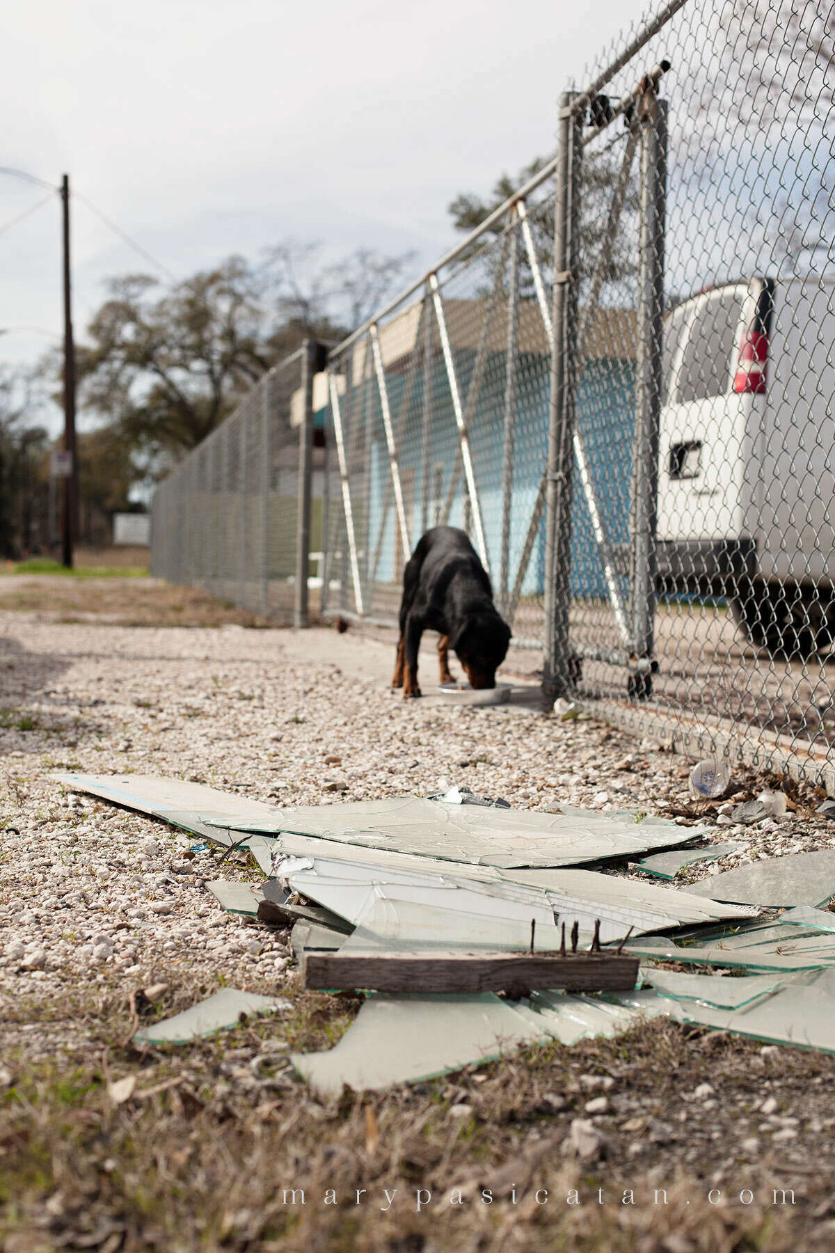 Animal welfare groups hit the streets to rescue strays as situation ...