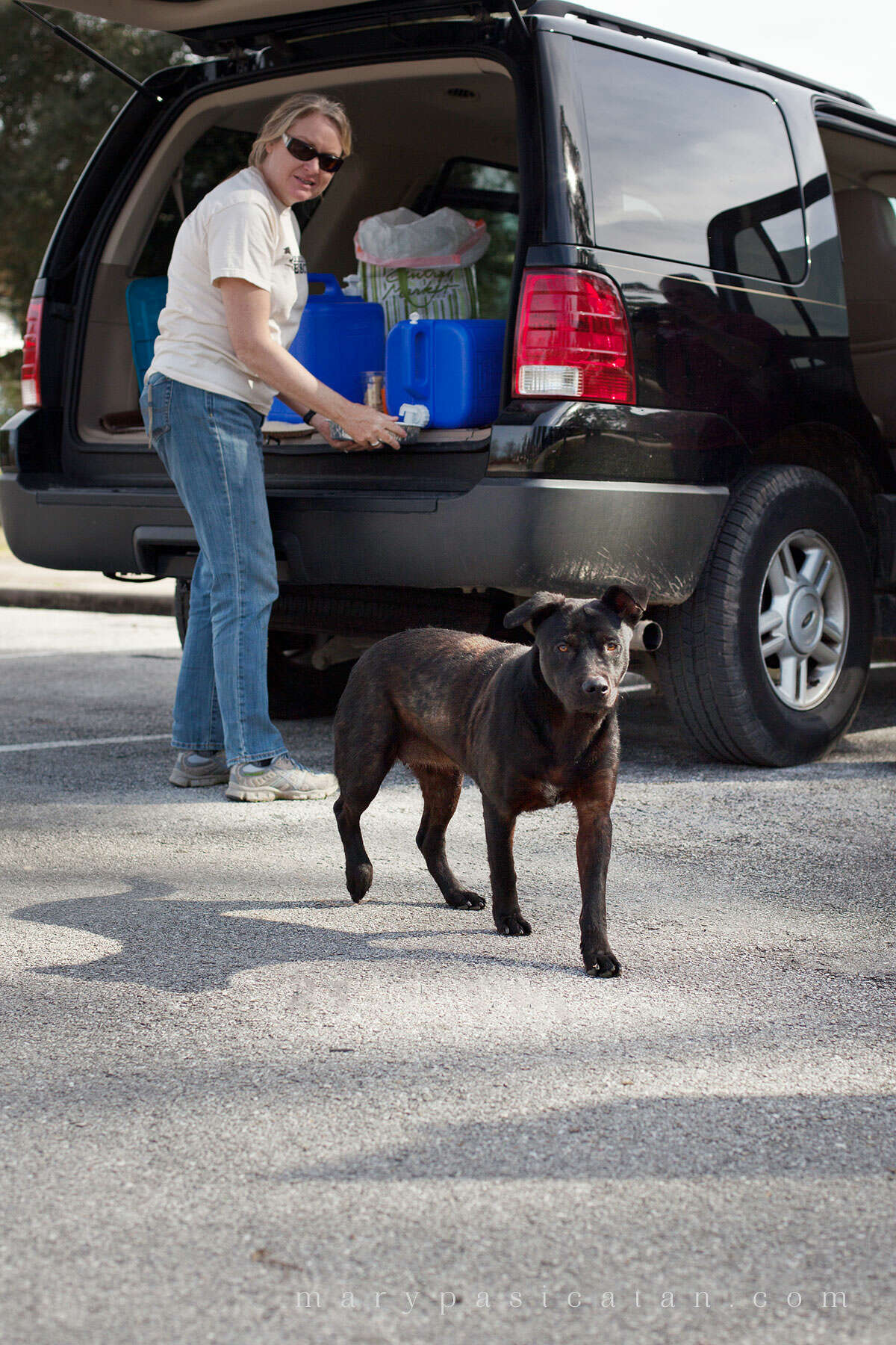 Animal welfare groups hit the streets to rescue strays as situation ...