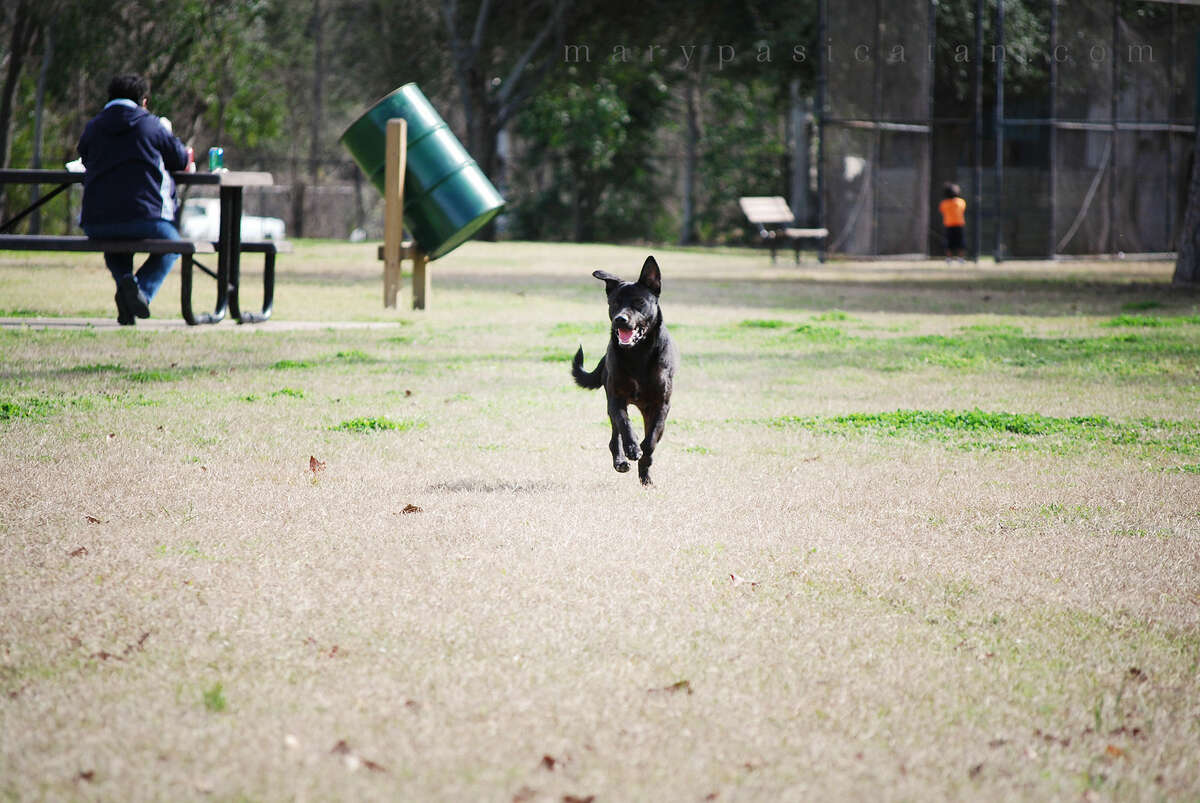 Animal welfare groups hit the streets to rescue strays as situation ...