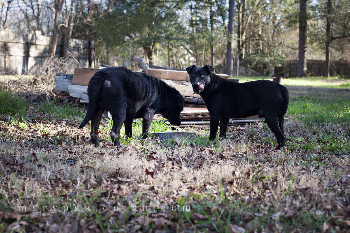 Animal welfare groups hit the streets to rescue strays as situation ...