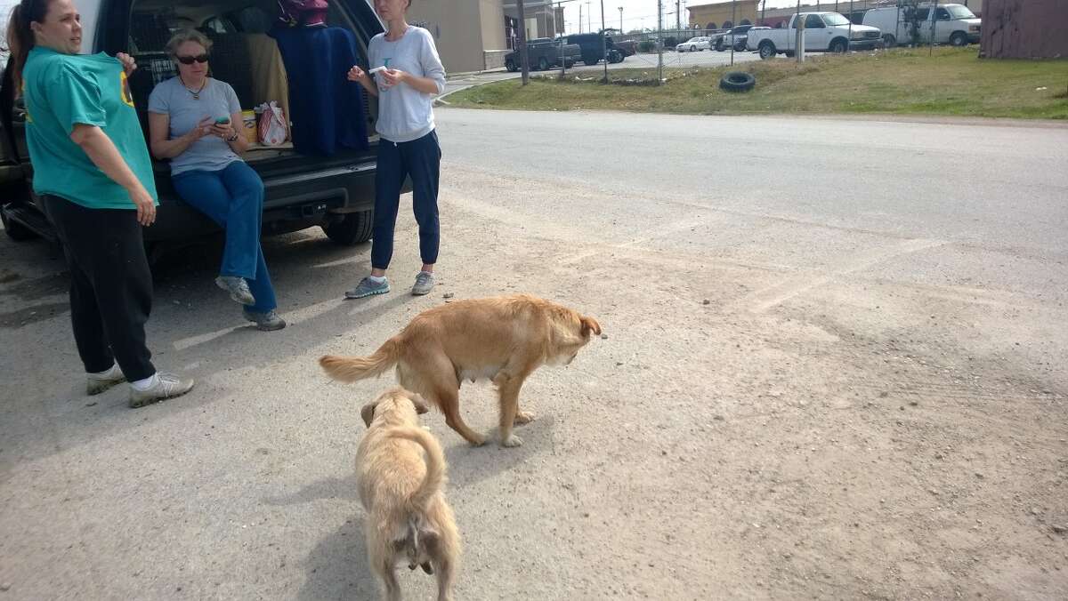 Animal welfare groups hit the streets to rescue strays as situation ...