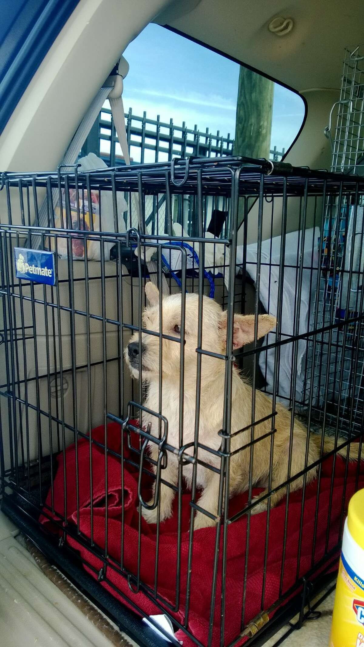 Animal welfare groups hit the streets to rescue strays as situation ...