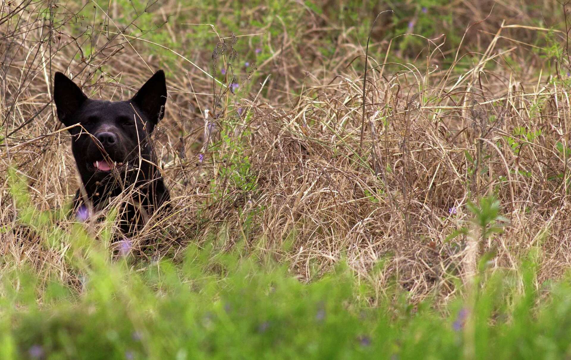 Animal welfare groups hit the streets to rescue strays as situation ...