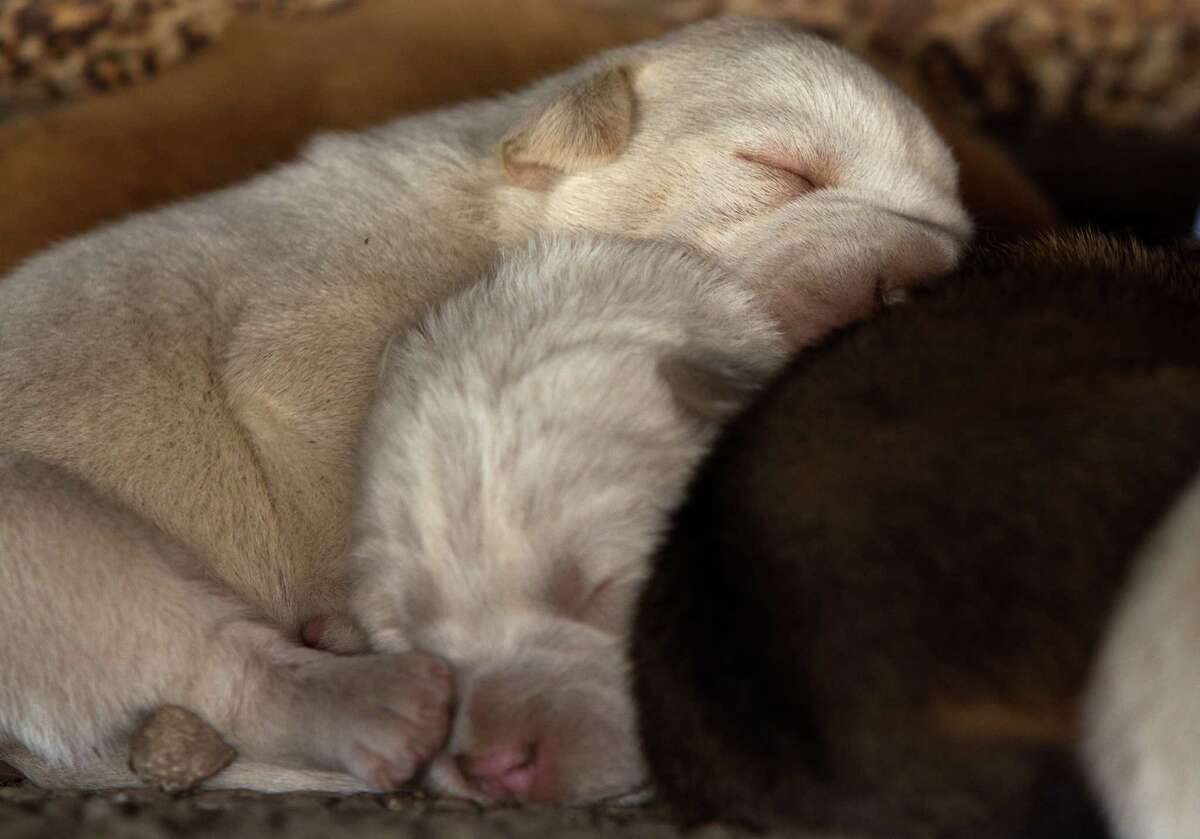 Animal welfare groups hit the streets to rescue strays as situation ...