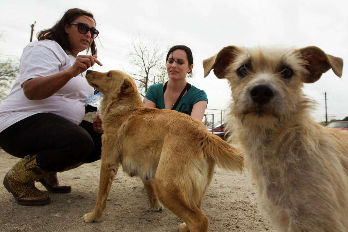 Animal welfare groups hit the streets to rescue strays as situation ...