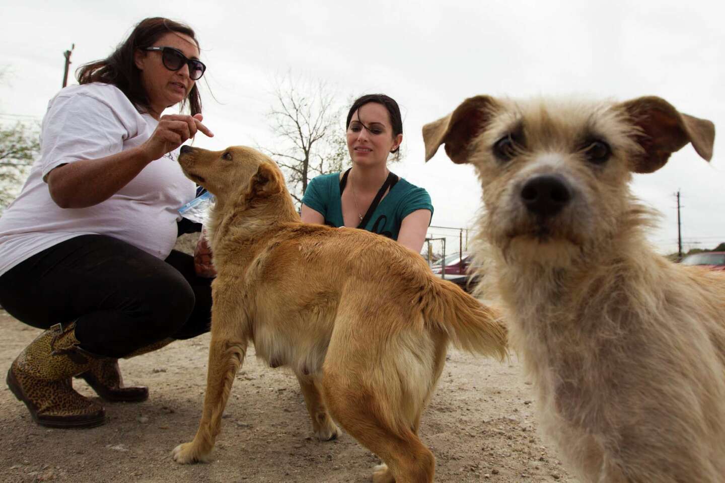Animal welfare groups hit the streets to rescue strays as situation ...