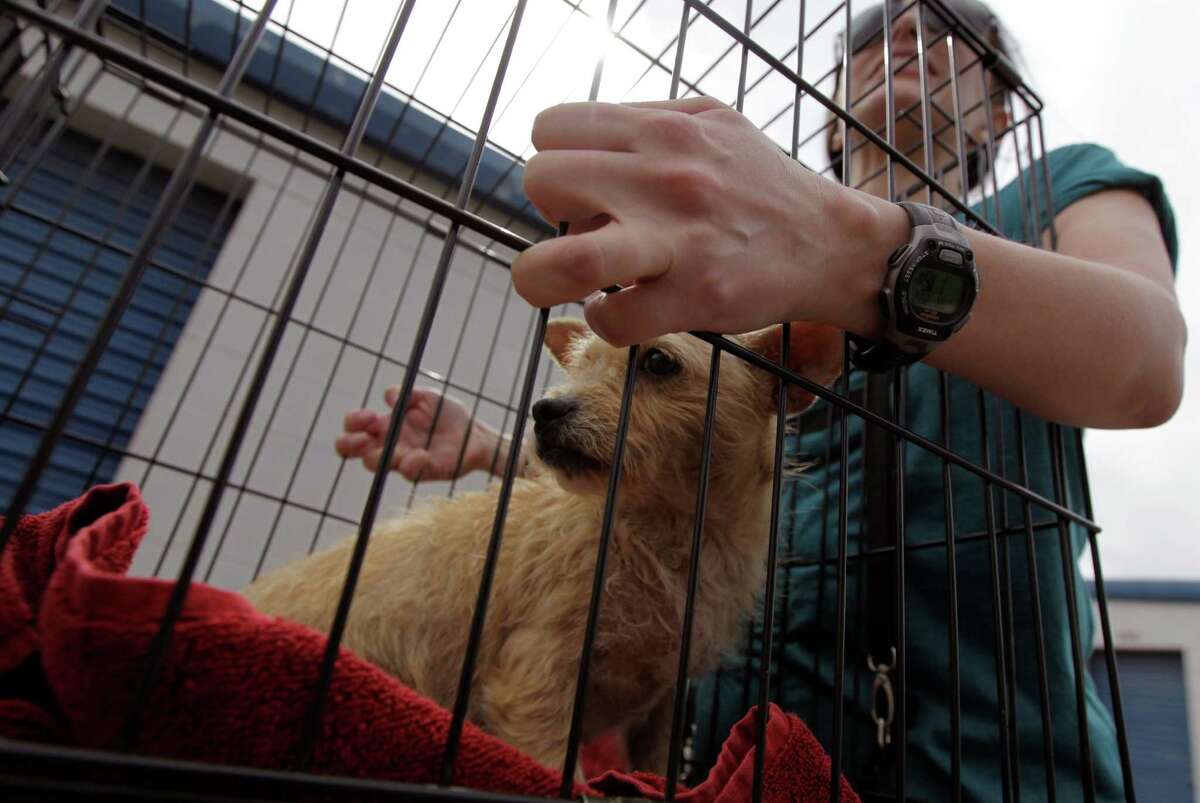 Animal welfare groups hit the streets to rescue strays as situation ...