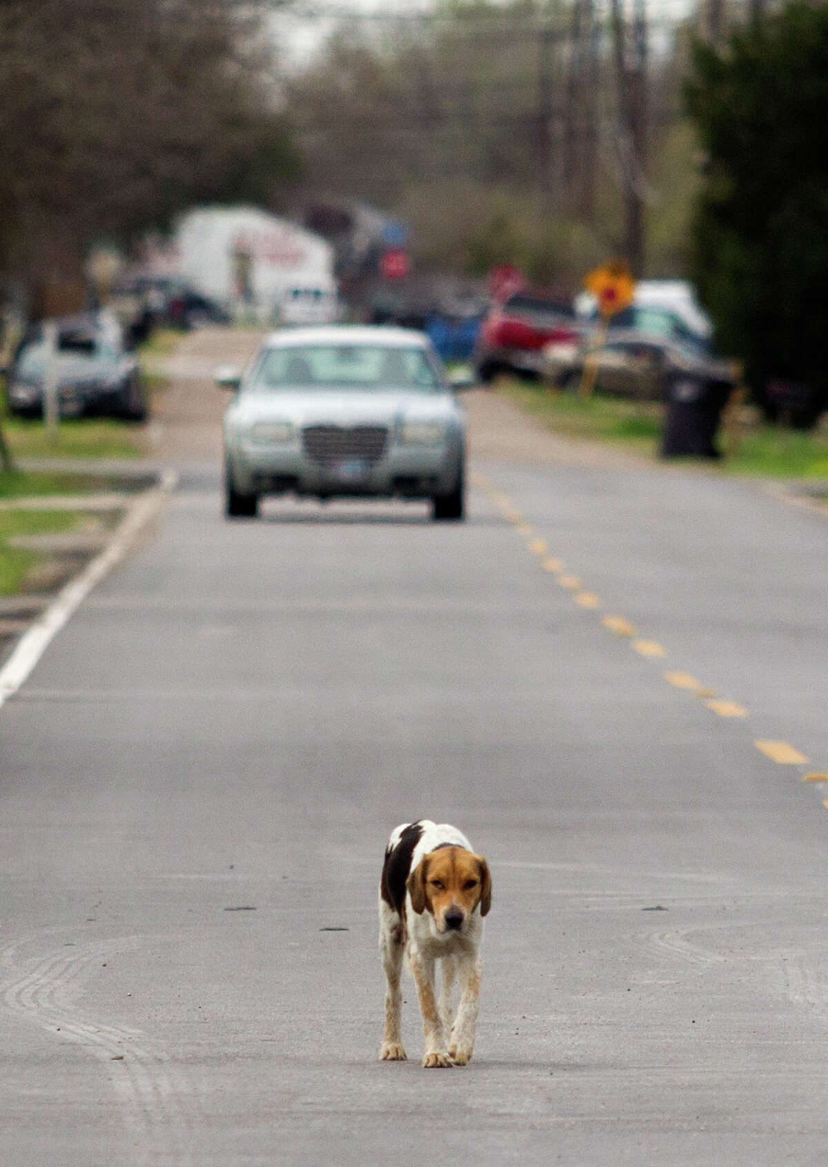 Animal welfare groups hit the streets to rescue strays as situation ...