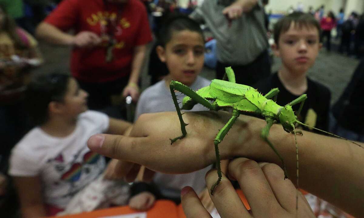 Expo highlights insects' benefits - up close and personal