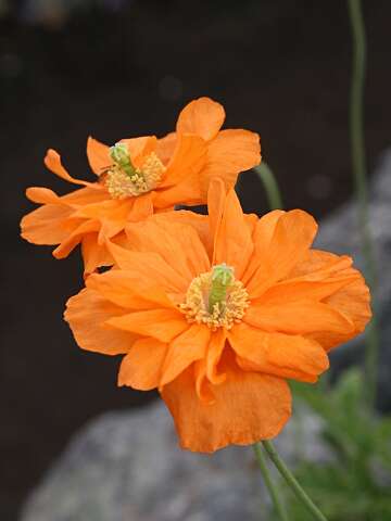 Don't overlook the Moroccan - a pretty, perennial poppy