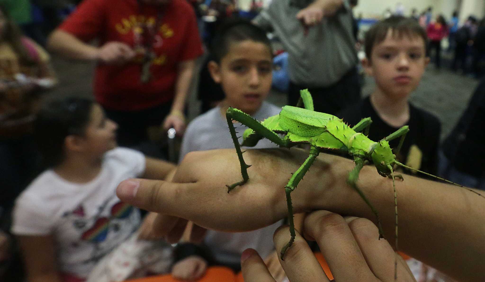 Expo highlights insects' benefits - up close and personal