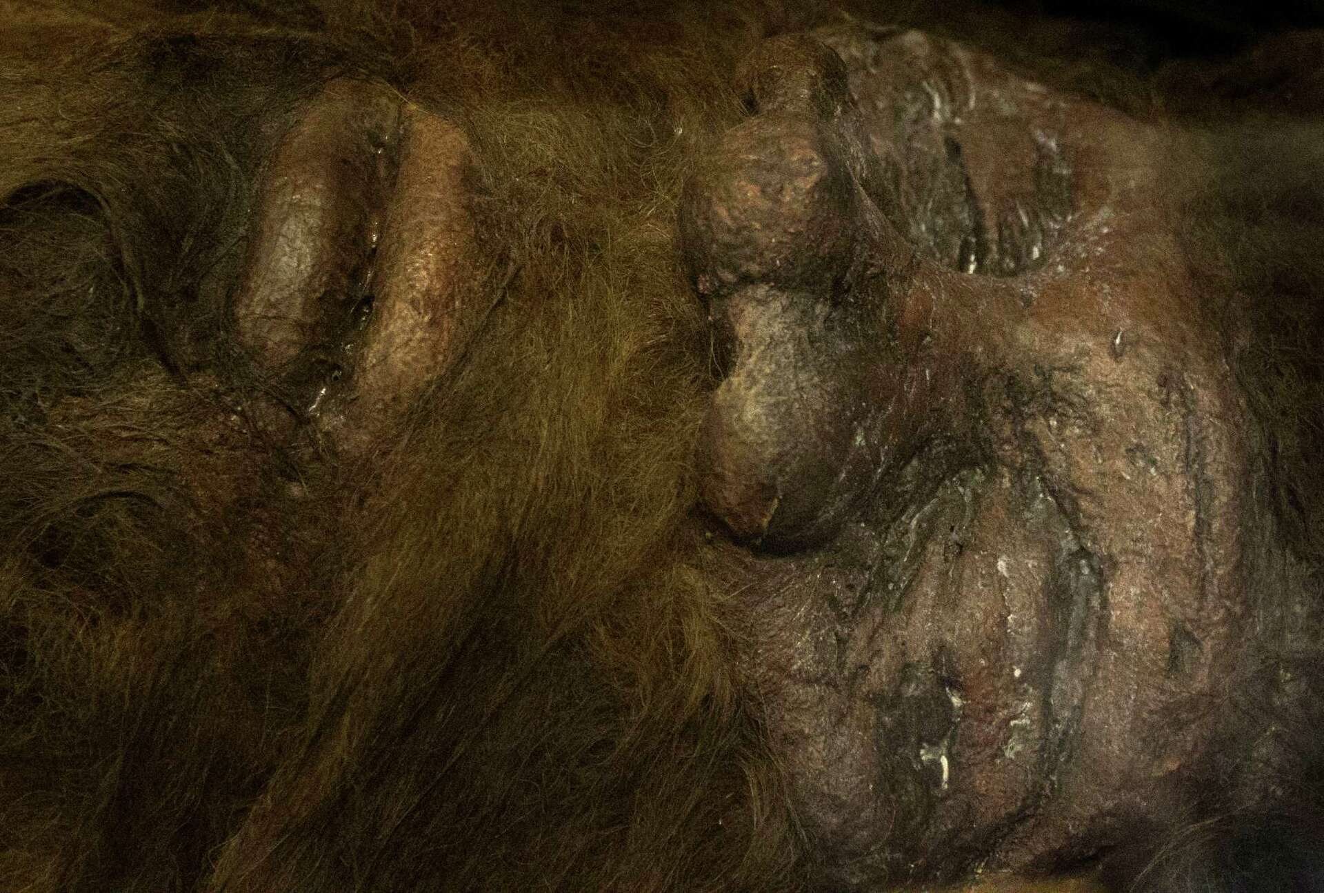 Texas wildlife expert answers all your mythical creature questions