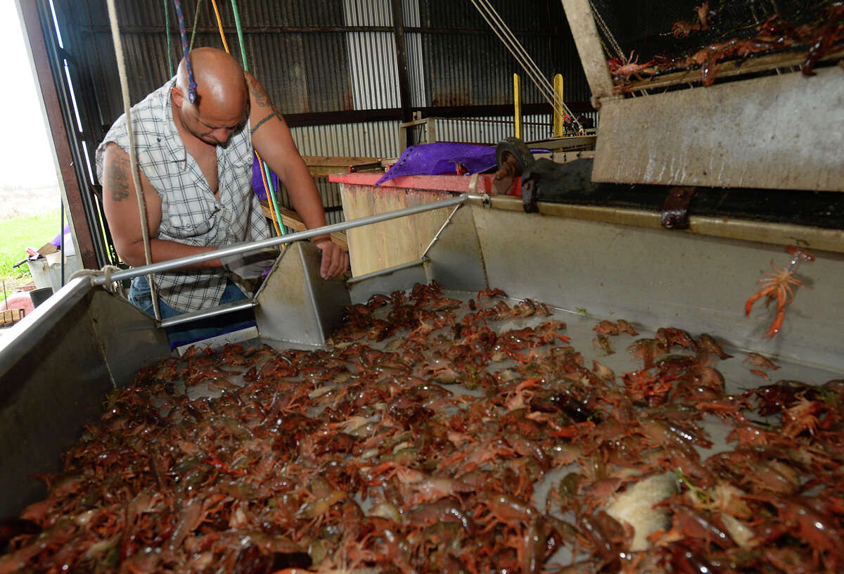 Miniature crawfish a sign of big things to come