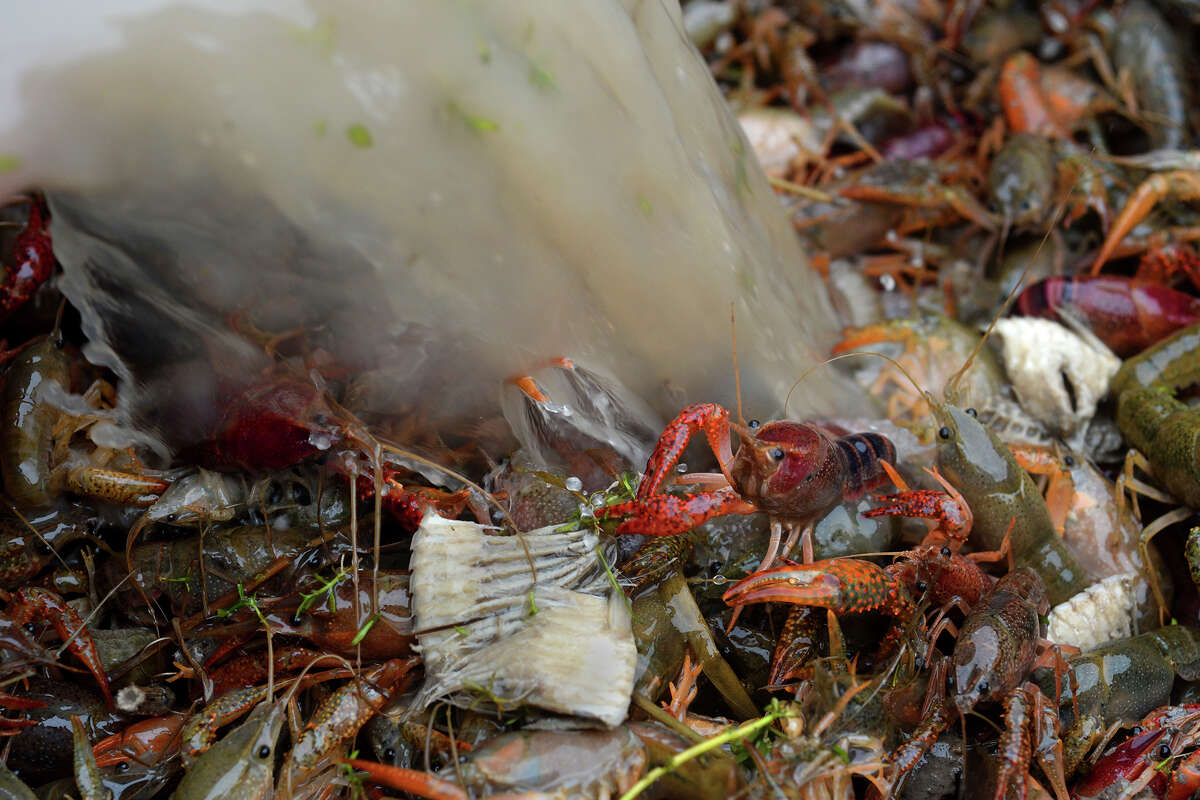Miniature crawfish a sign of big things to come