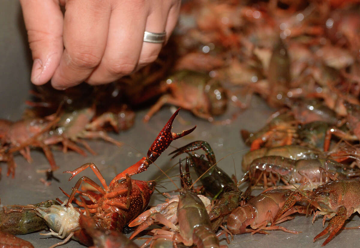 Miniature crawfish a sign of big things to come
